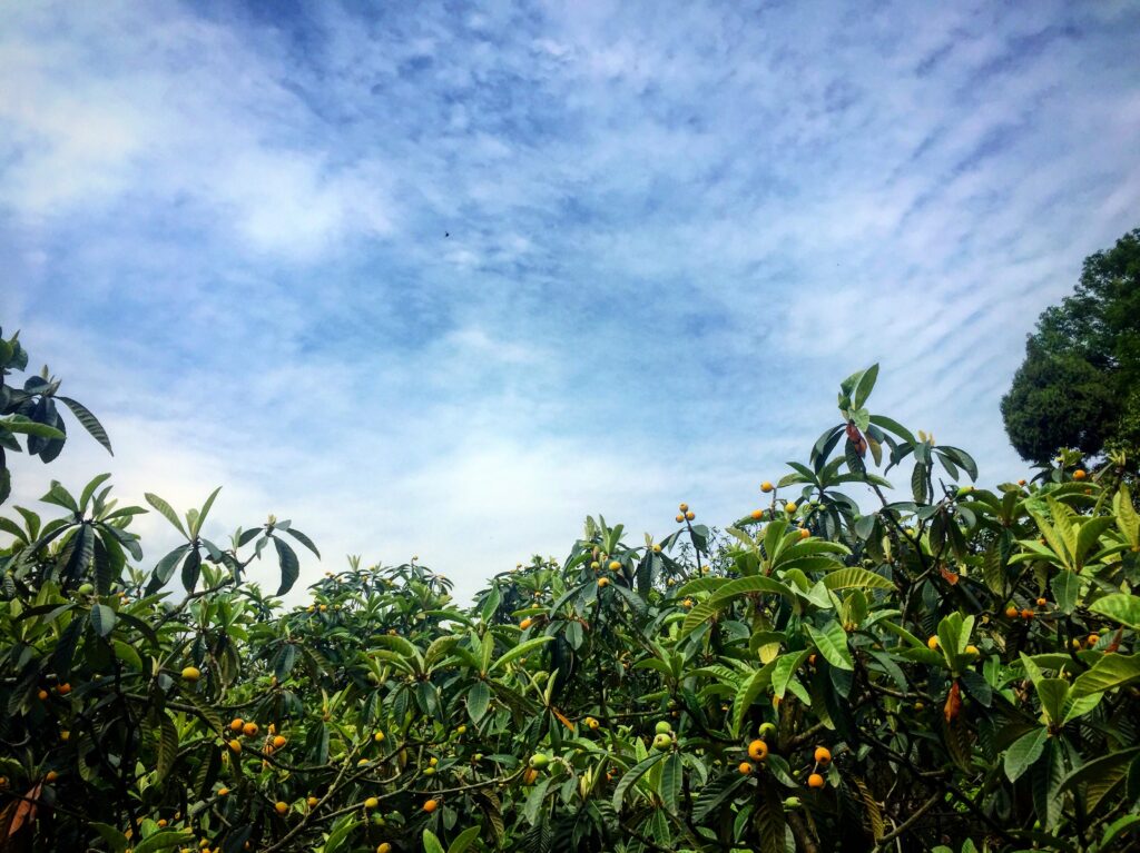 Eat More Fruit - The Sichuan Basin's Delicious Abundance